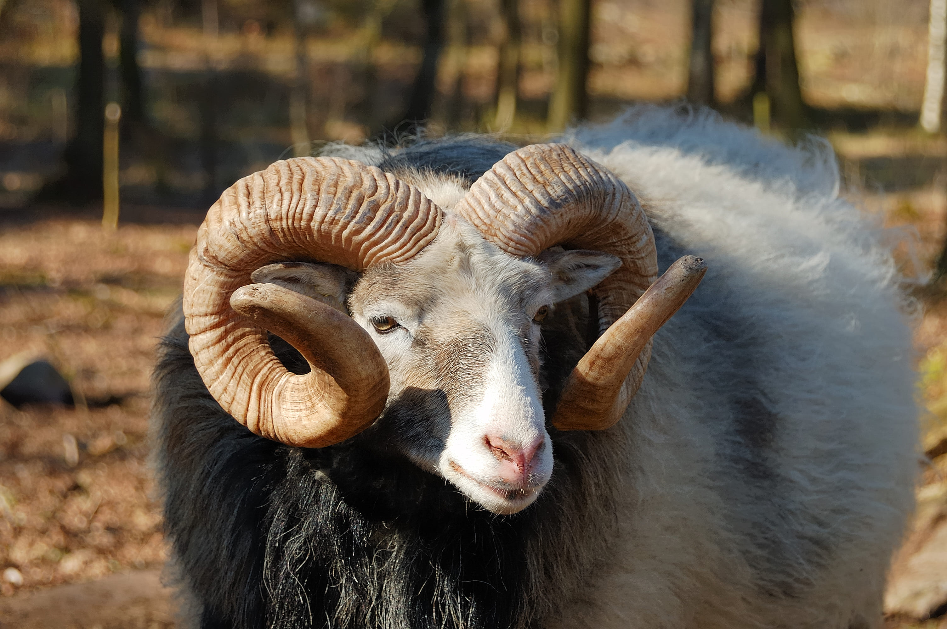 Goatland sheep - Everything you need to know | GOTTSTEIN