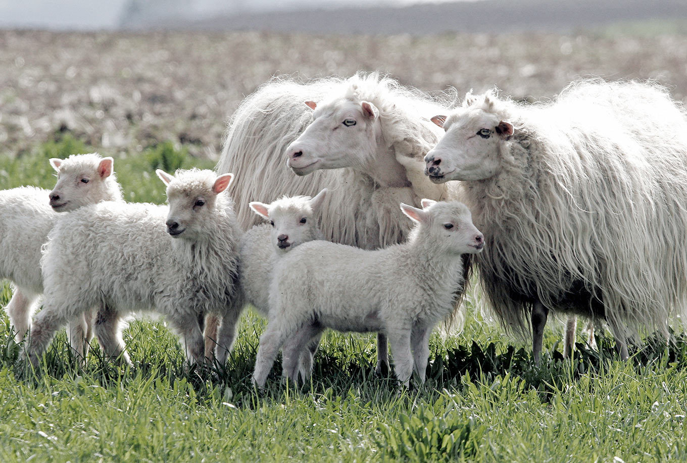 Wool types - 100% natural & highest quality | GOTTSTEIN